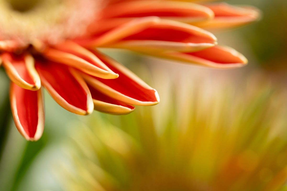 春となり | GANREF