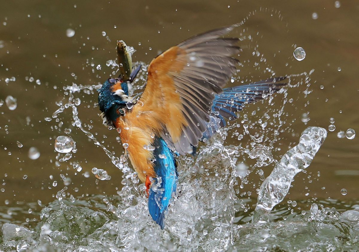 カワセミ物語 161 | GANREF