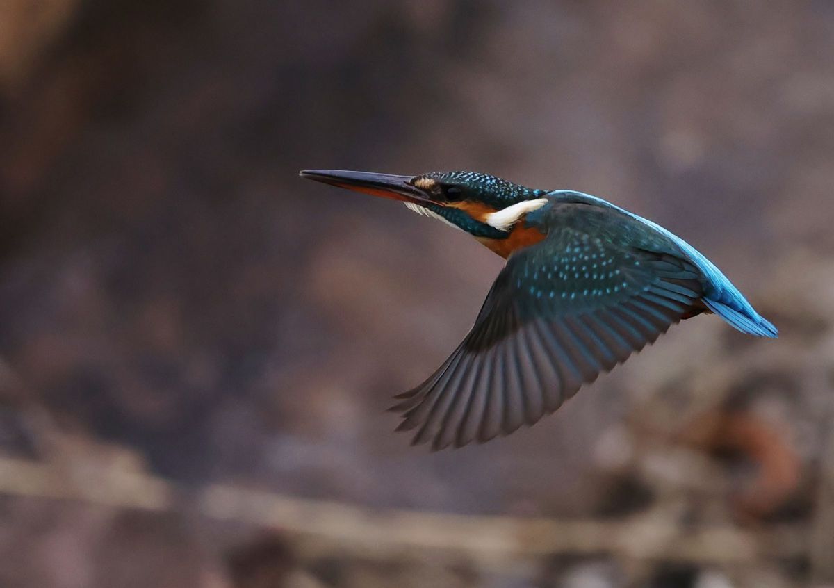 カワセミ物語 275 | GANREF