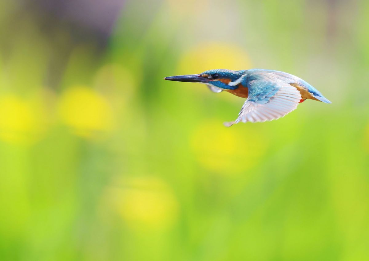 カワセミ 658 | GANREF