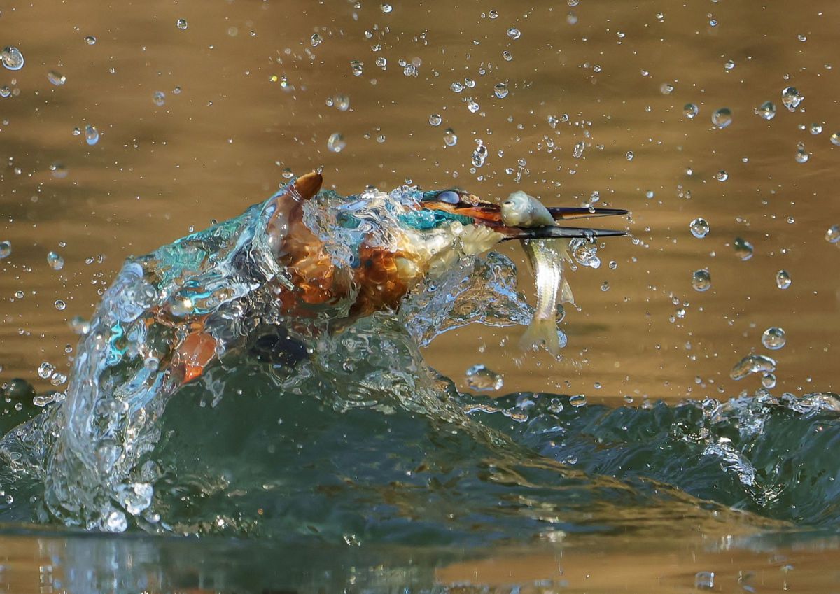 カワセミ 642 | GANREF