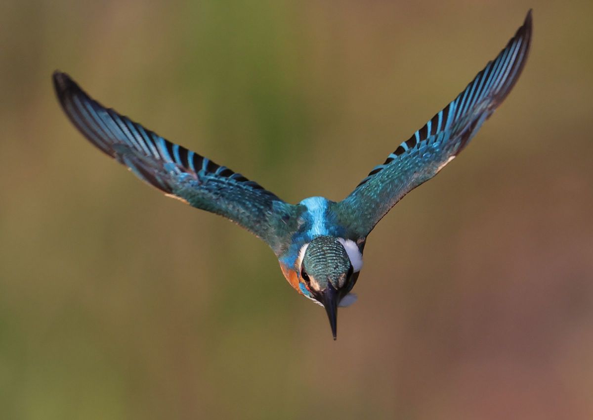 カワセミ 552 | GANREF