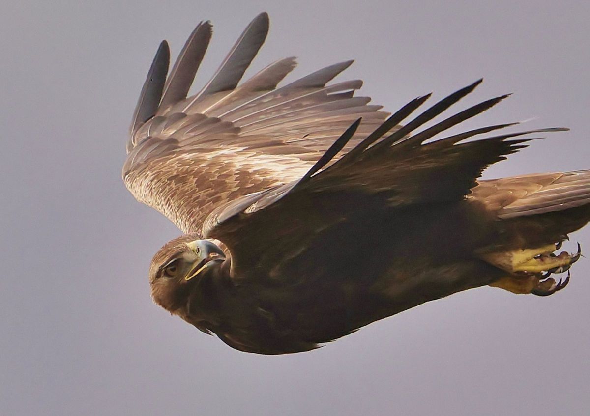 2024 イヌワシ 6 | GANREF