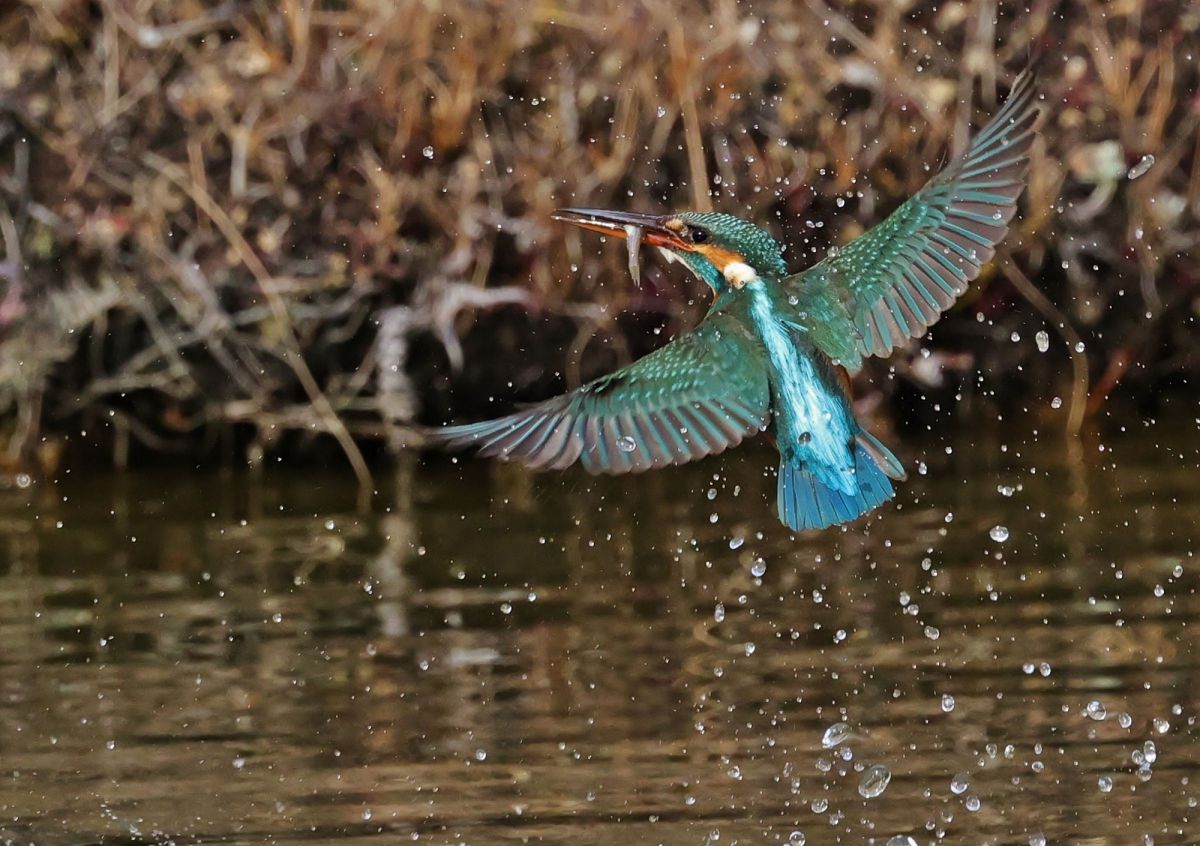 カワセミ物語 291 | GANREF