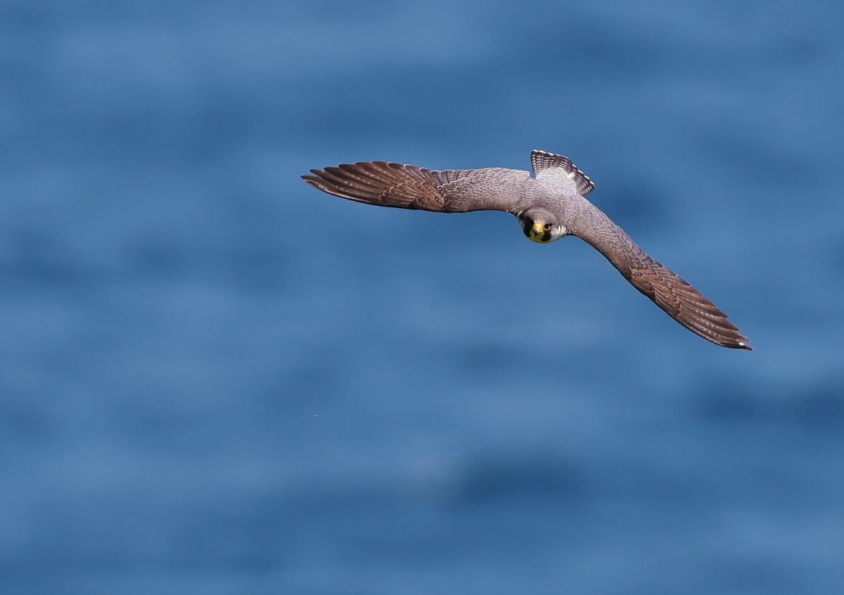 ハヤブサ 53 | GANREF