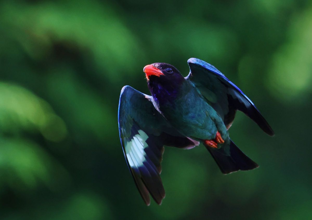 2024 ブッポウソウ 3 | GANREF