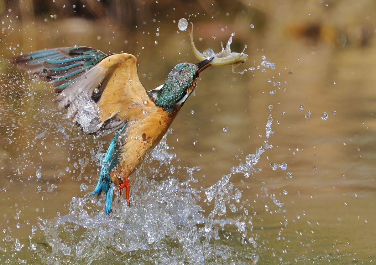 カワセミ 532 | GANREF