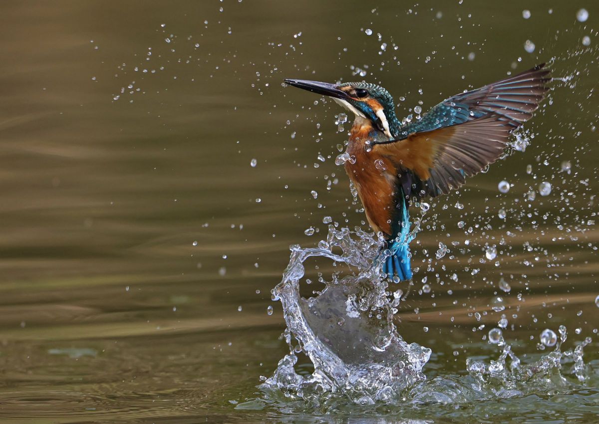 カワセミ物語 248 | GANREF