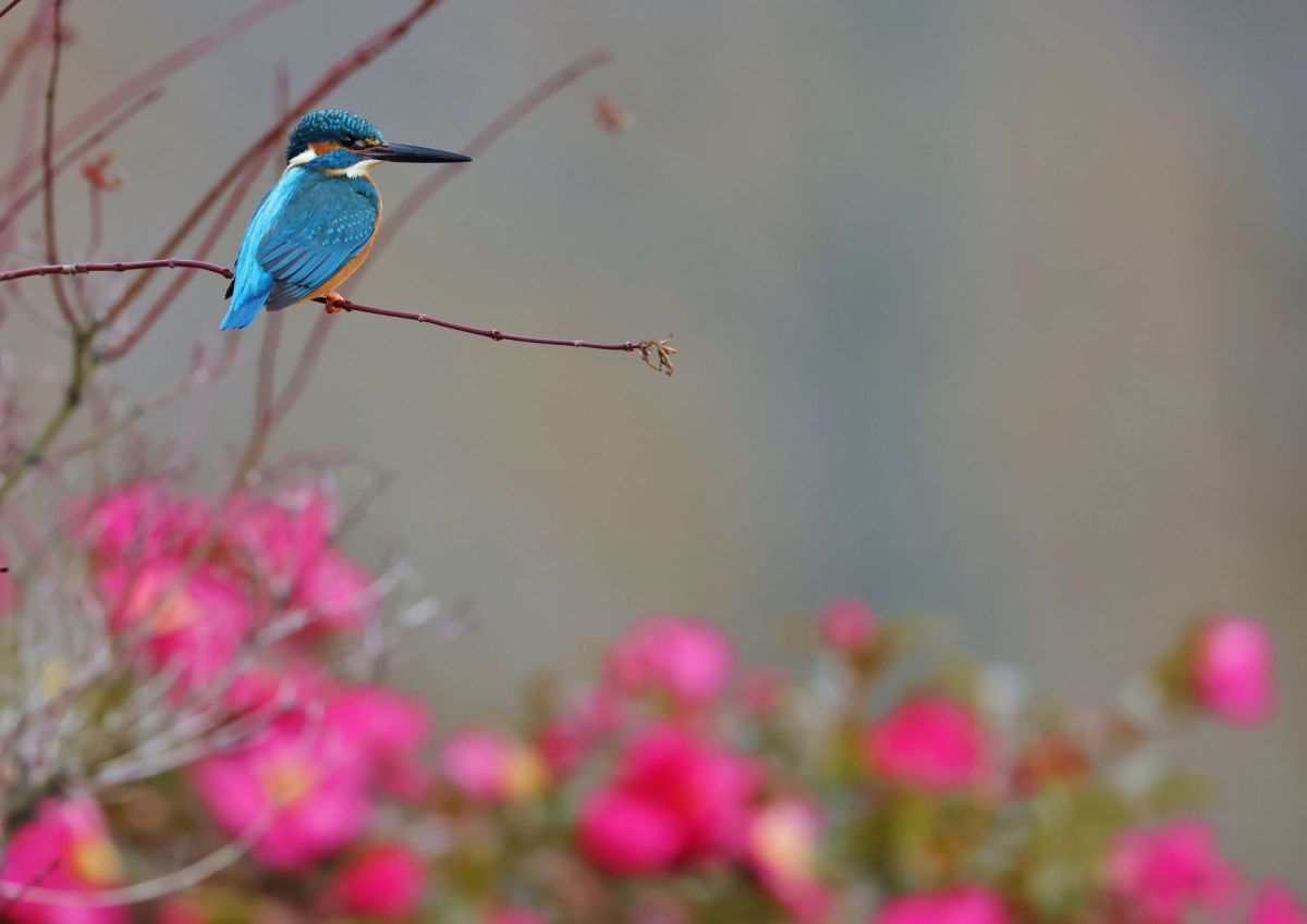 カワセミ 367 | GANREF