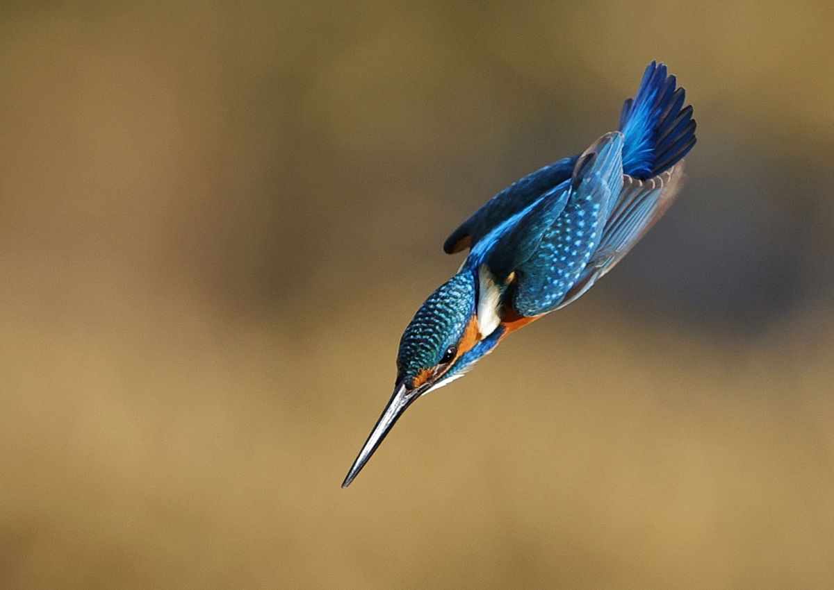 カワセミ物語 460 | GANREF