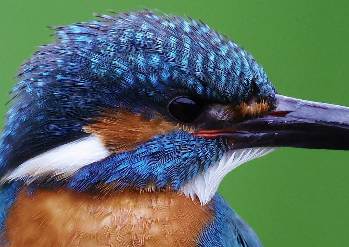 カワセミ 664 | GANREF