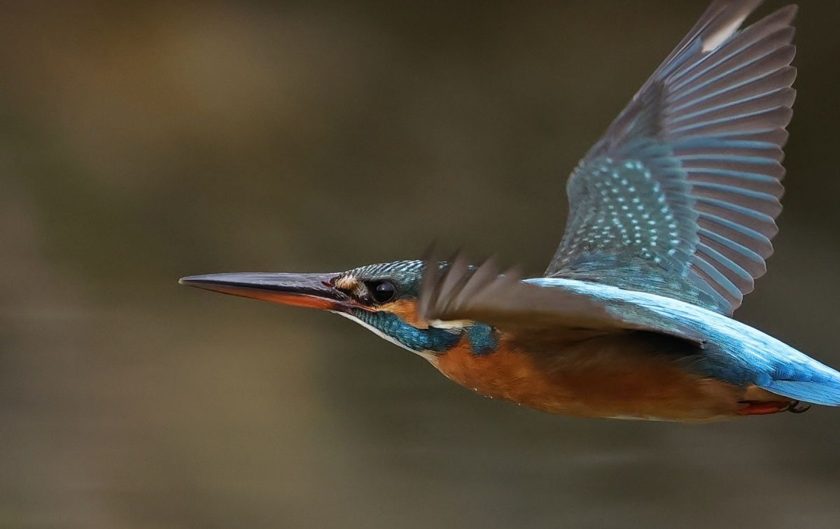 カワセミ物語 299 | GANREF