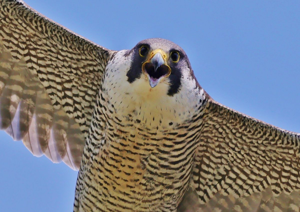 ハヤブサ 57 | GANREF