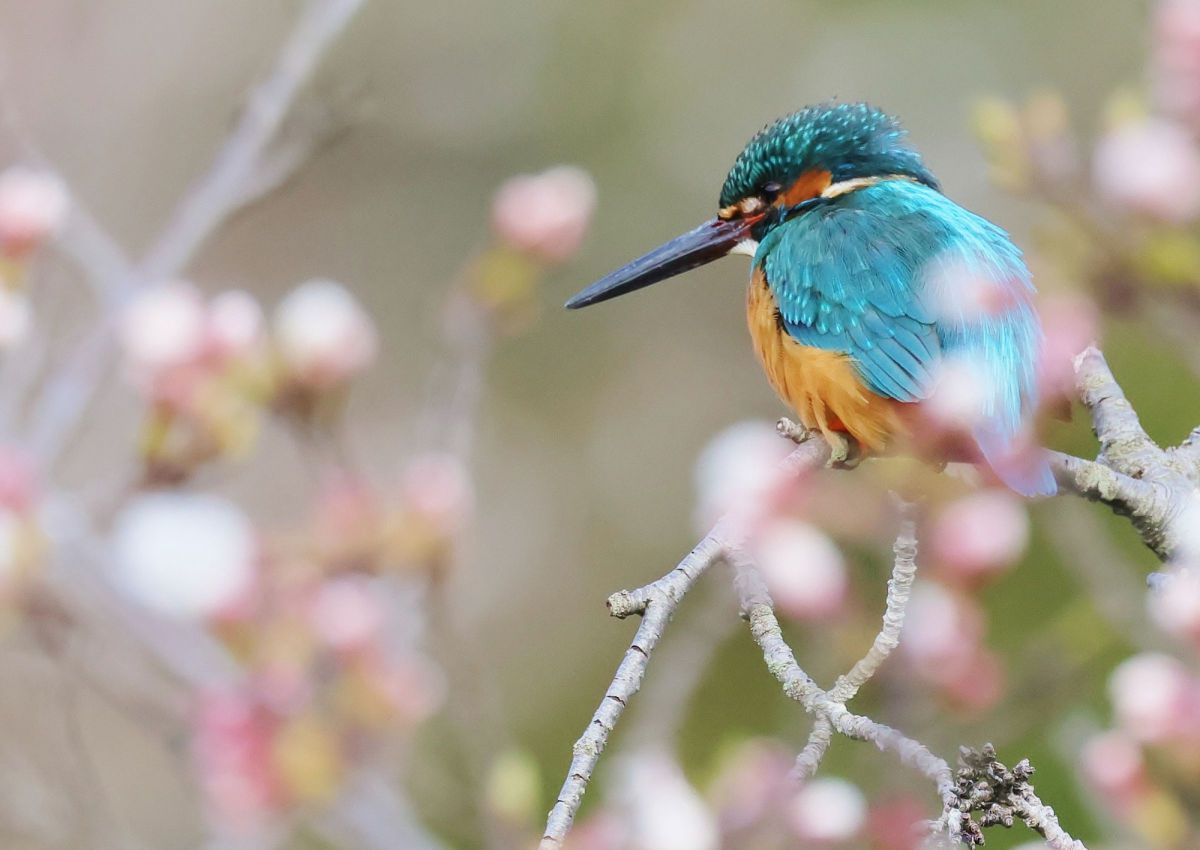 カワセミ 650 | GANREF