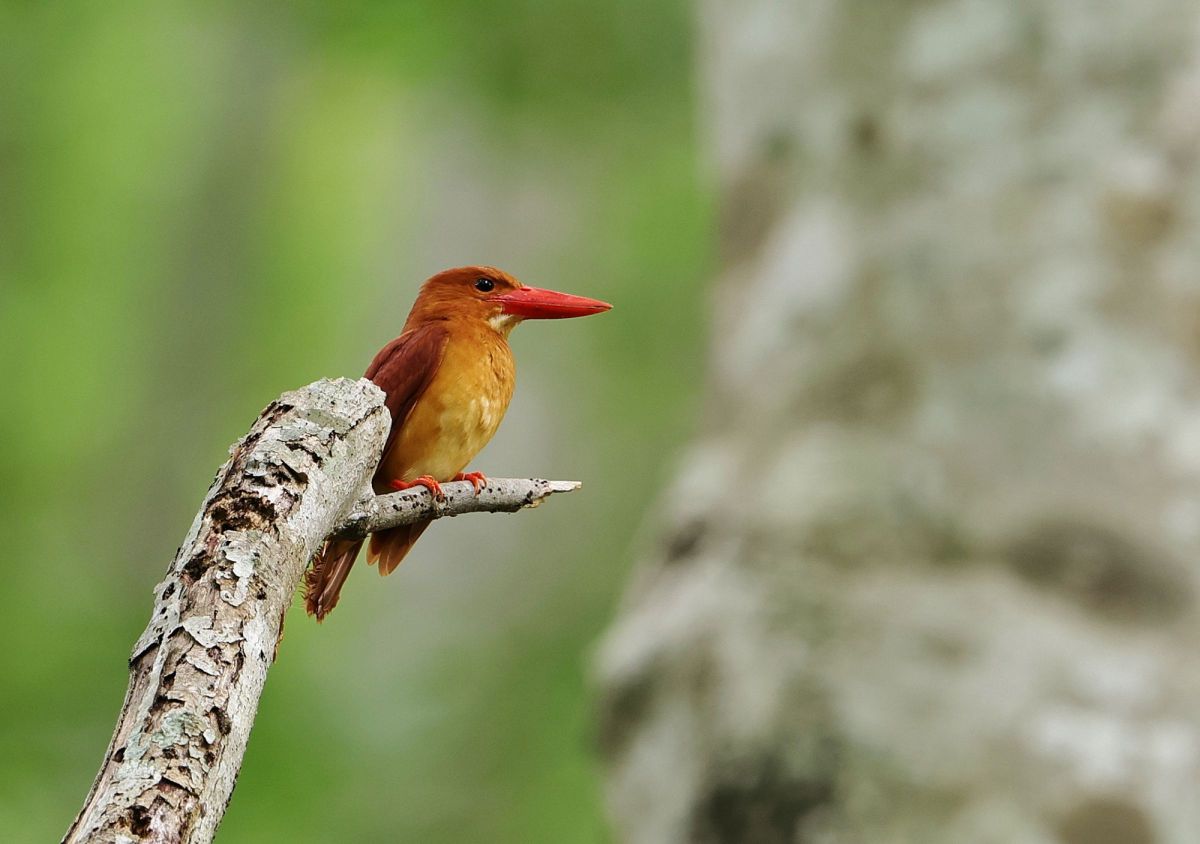 2023 アカショウビン | GANREF