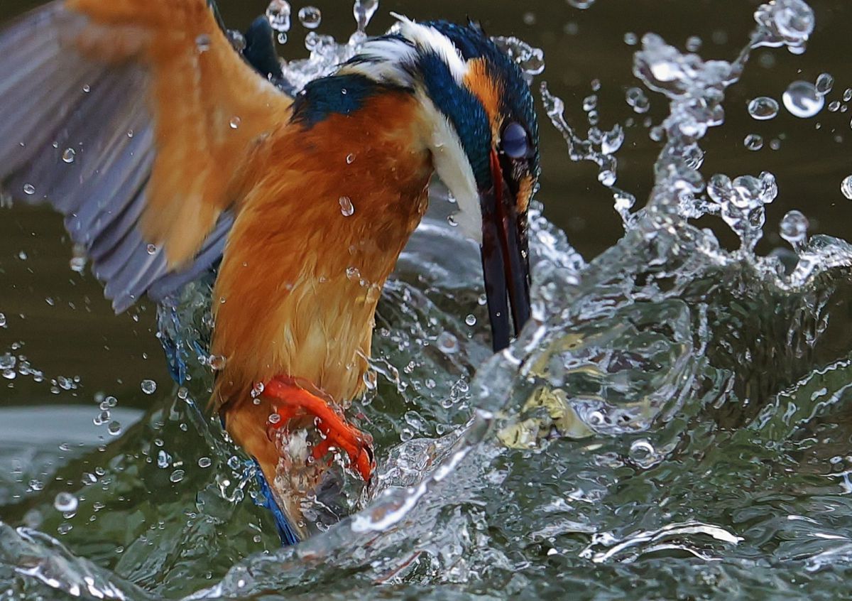 カワセミ物語 152 | GANREF