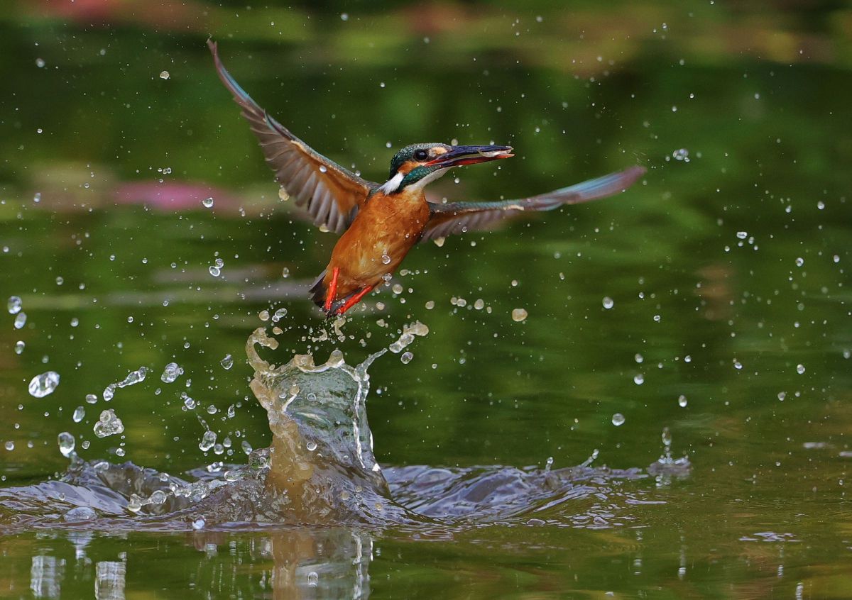 カワセミ物語 216 | GANREF