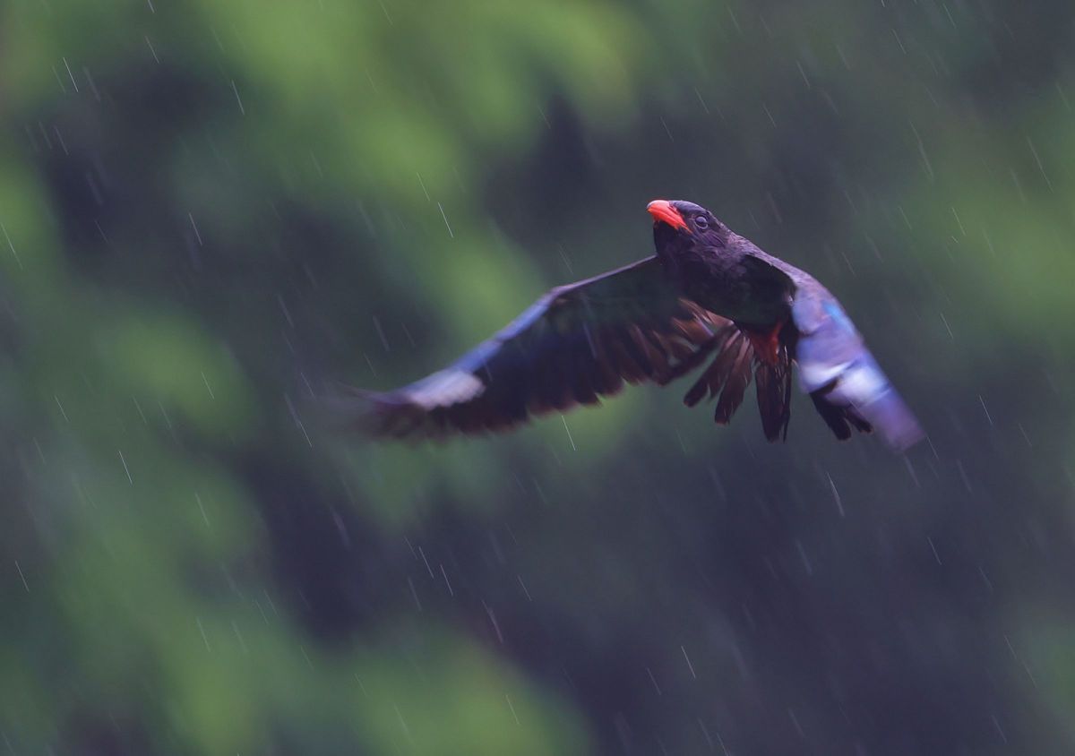 2024 ブッポウソウ 8 | GANREF