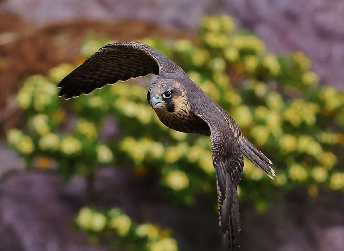 ハヤブサ 24 | GANREF