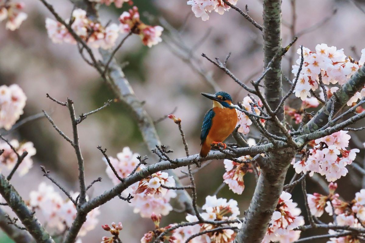 カワセミ物語 455 | GANREF