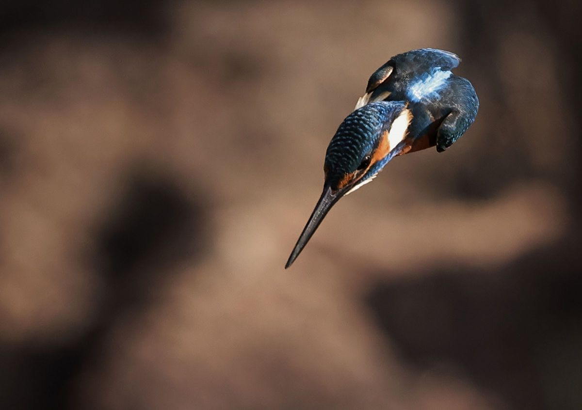 カワセミ 522 | GANREF