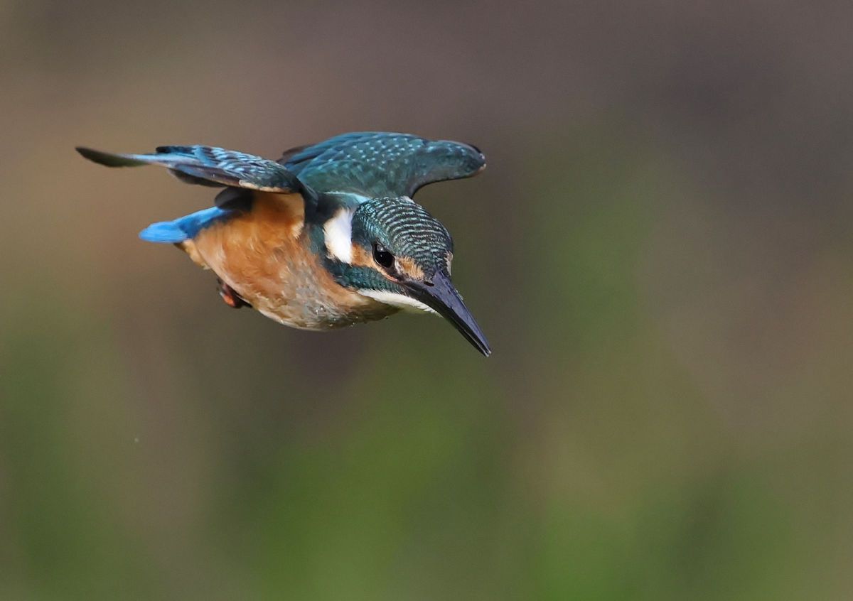 カワセミ 571 | GANREF