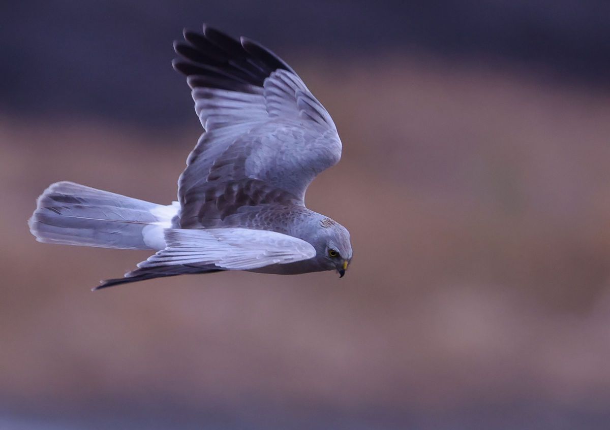 2023 ハイイロチュウヒ ♂ 9 | GANREF