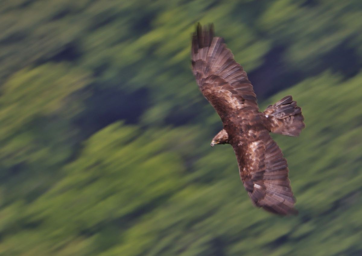 2024 イヌワシ 28 | GANREF