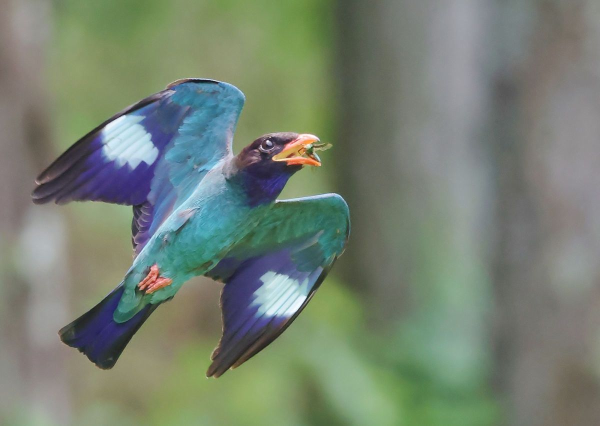 2025 ブッポウソウ 18 | GANREF