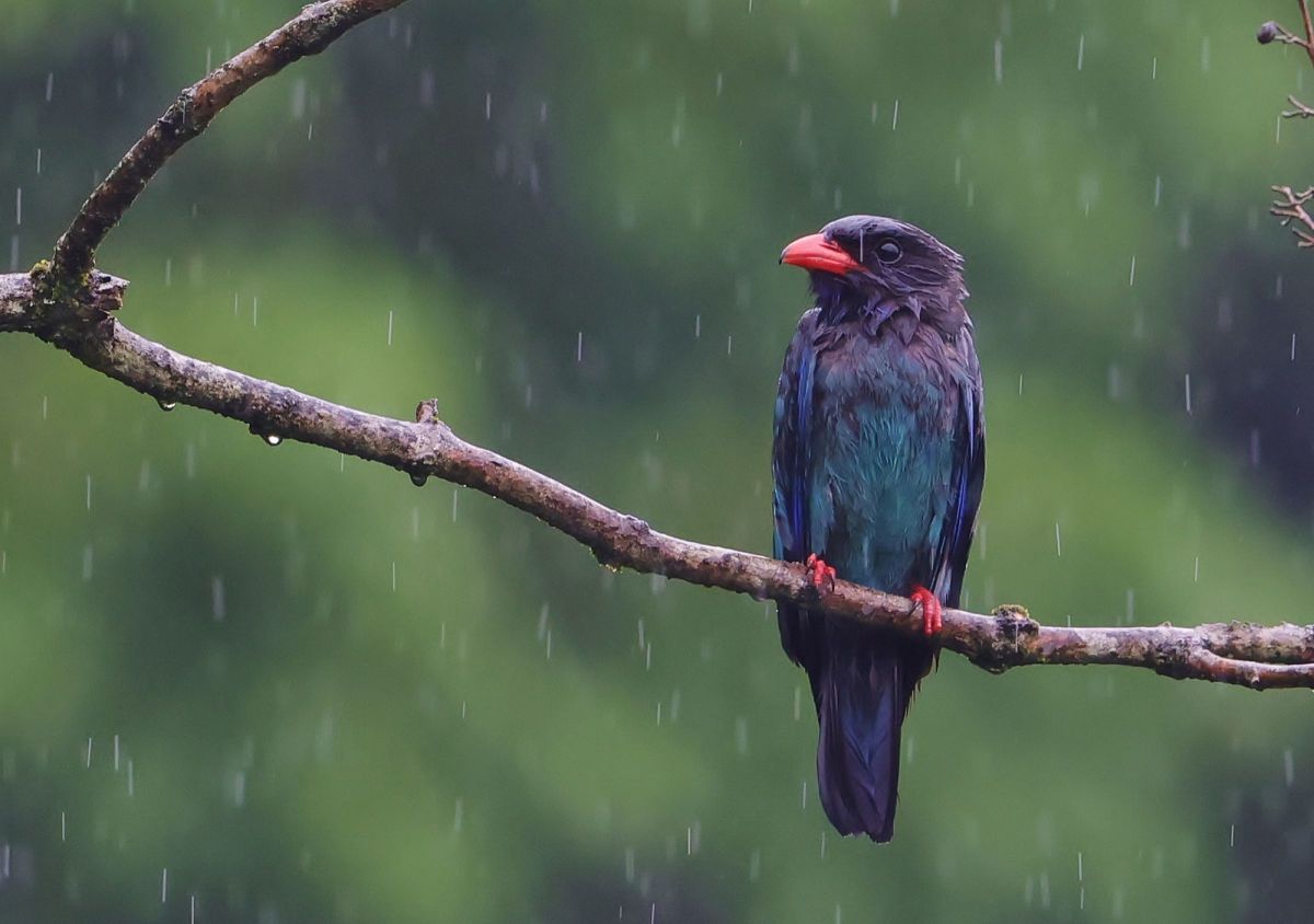 2024 ブッポウソウ 7 | GANREF