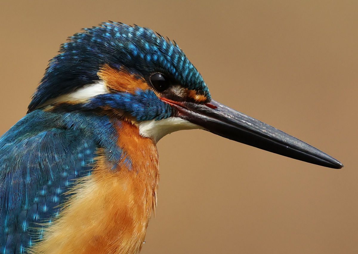 カワセミ 649 | GANREF