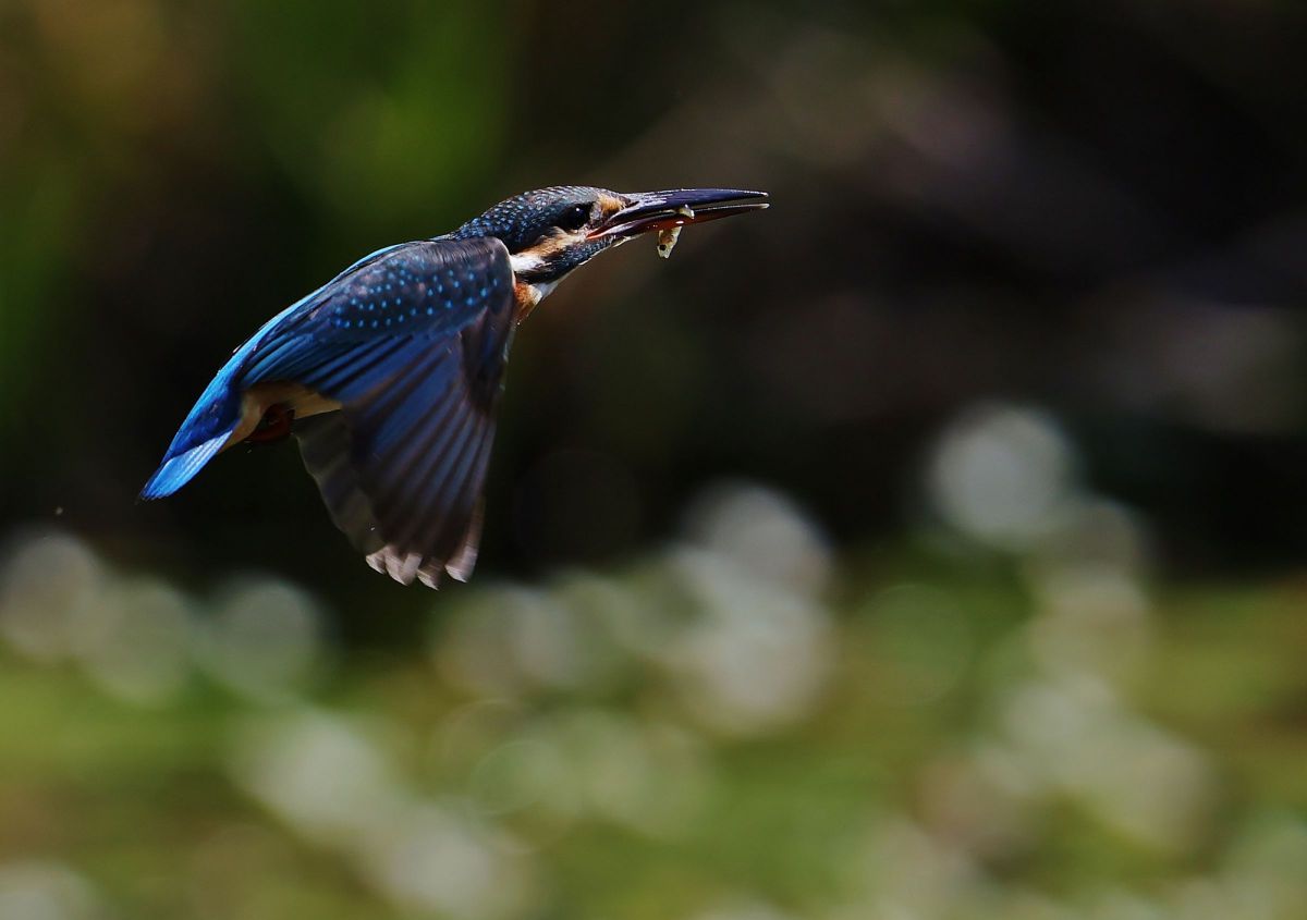 カワセミ 619 | GANREF