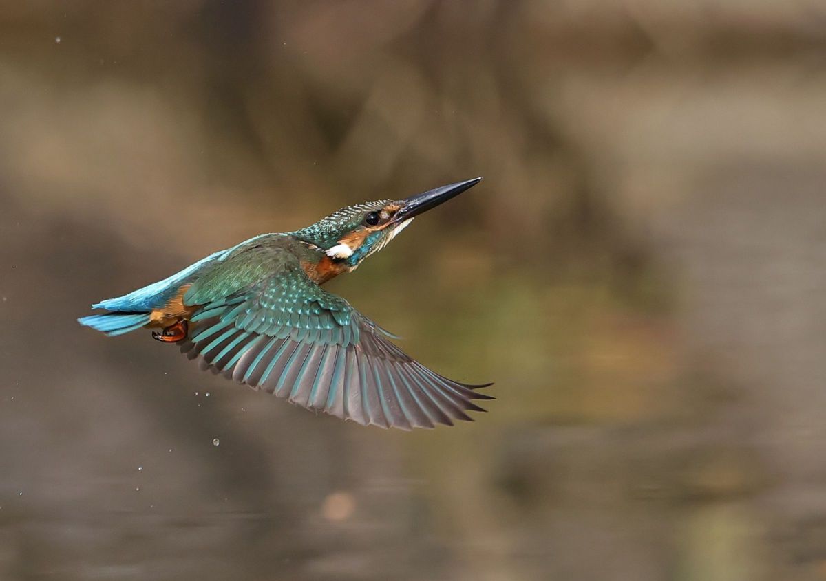 カワセミ物語 265 | GANREF