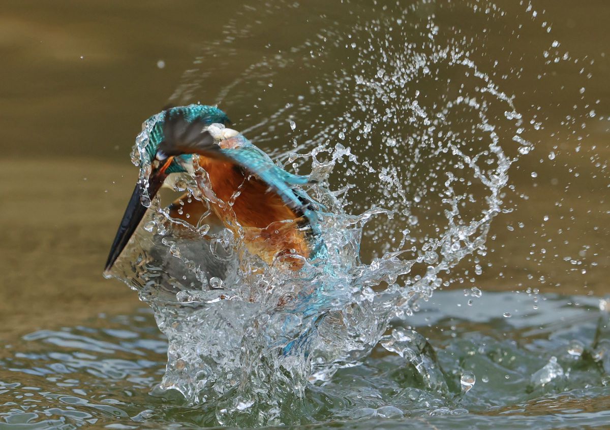 カワセミ 678 | GANREF