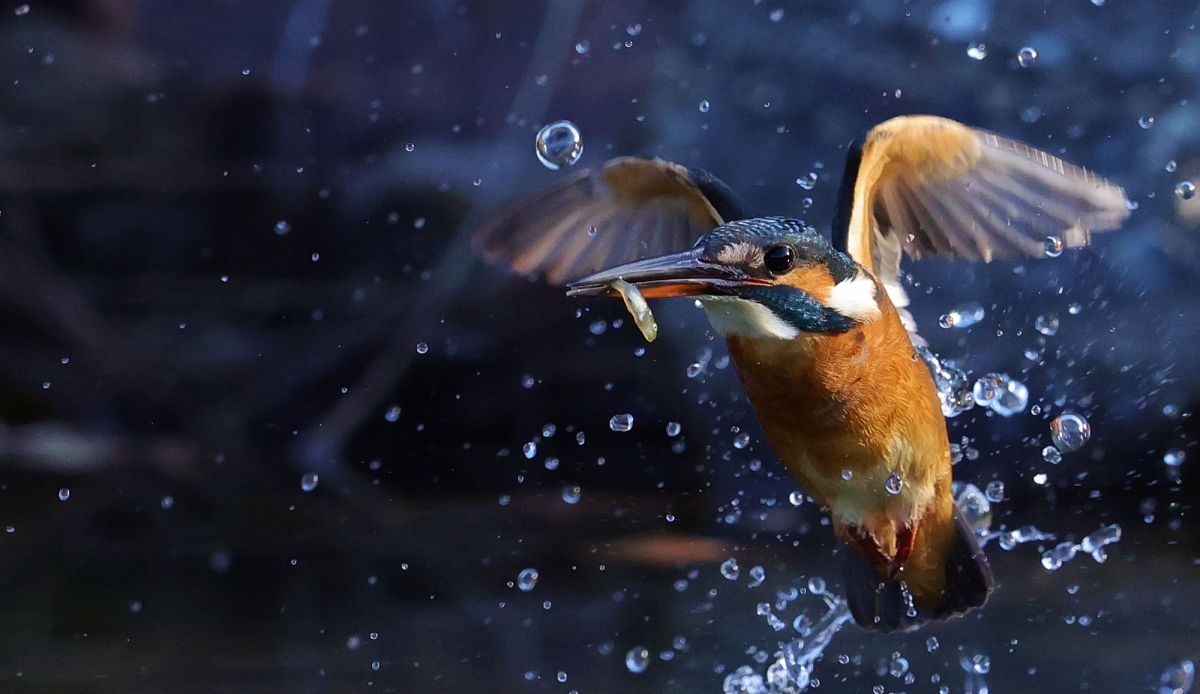 カワセミ物語 272 | GANREF