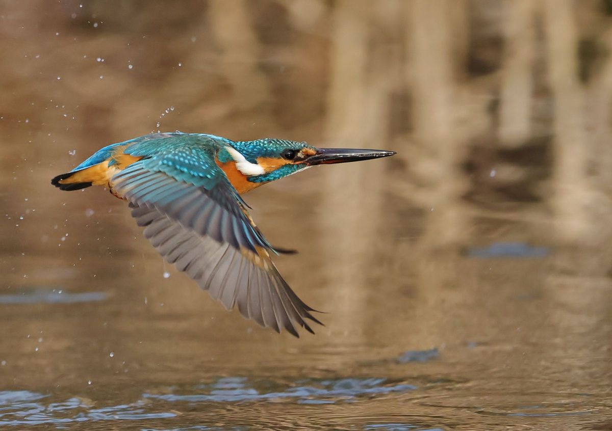 カワセミ物語 446 | GANREF