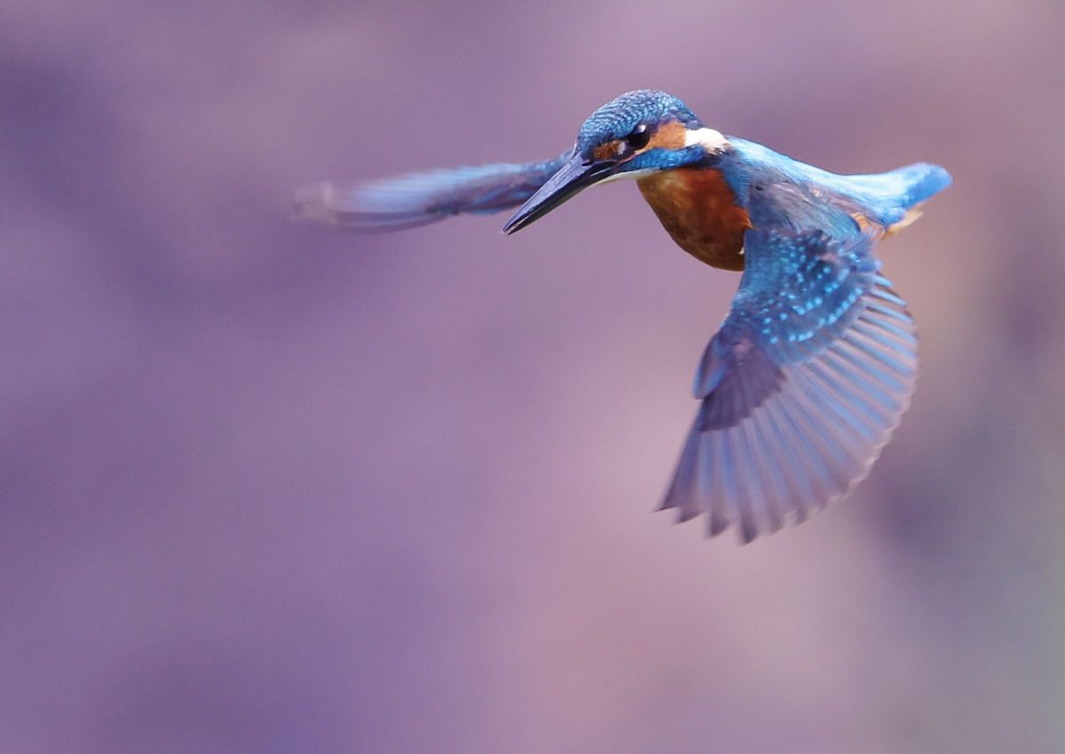 カワセミ 602 | GANREF