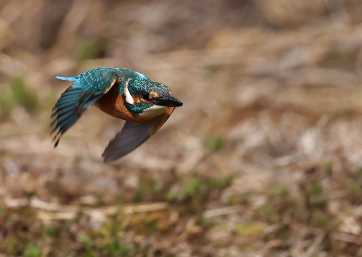 カワセミ物語 307 | GANREF