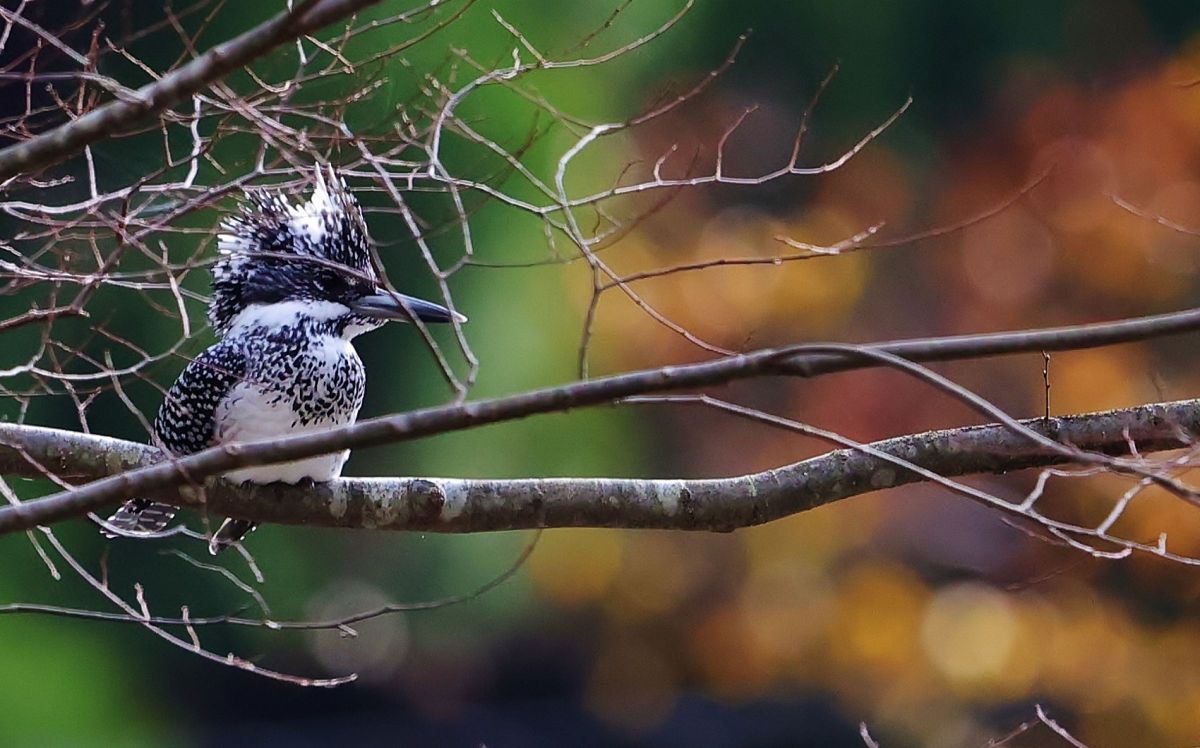 ヤマセミ 25 | GANREF