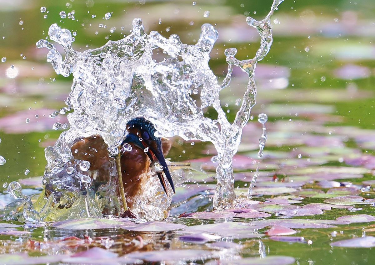 カワセミ 596 | GANREF