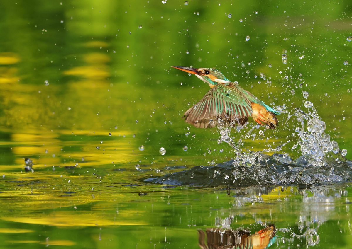 カワセミ物語 328 | GANREF