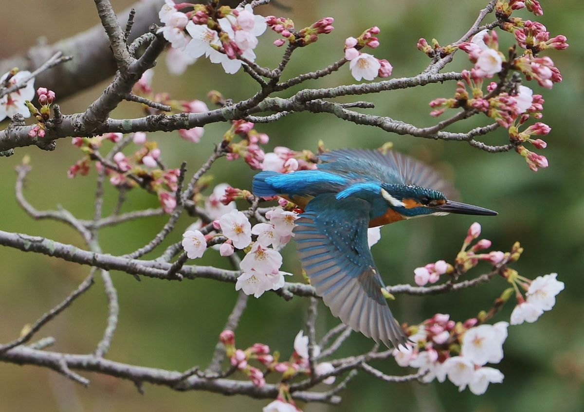 カワセミ物語 159 | GANREF