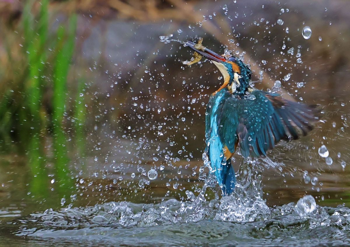 カワセミ物語 304 | GANREF