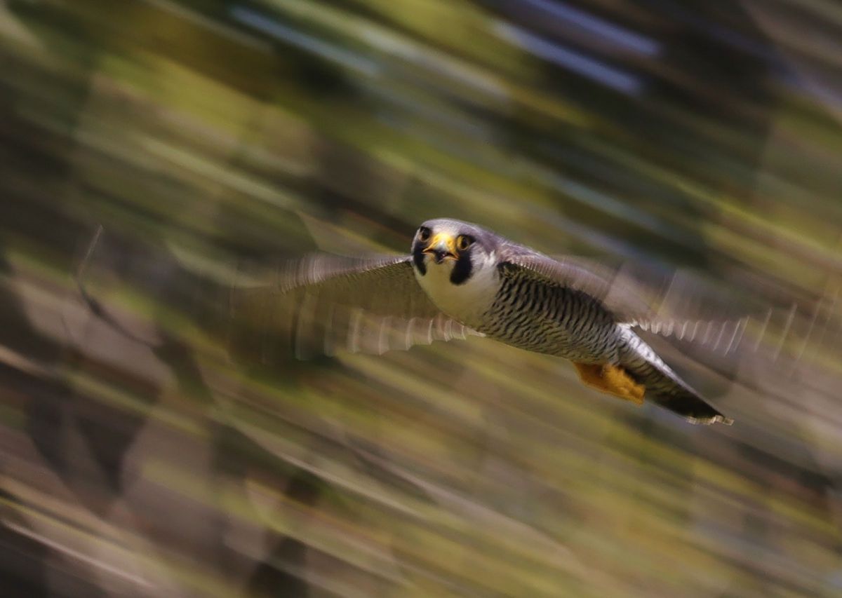 ハヤブサ 48 | GANREF