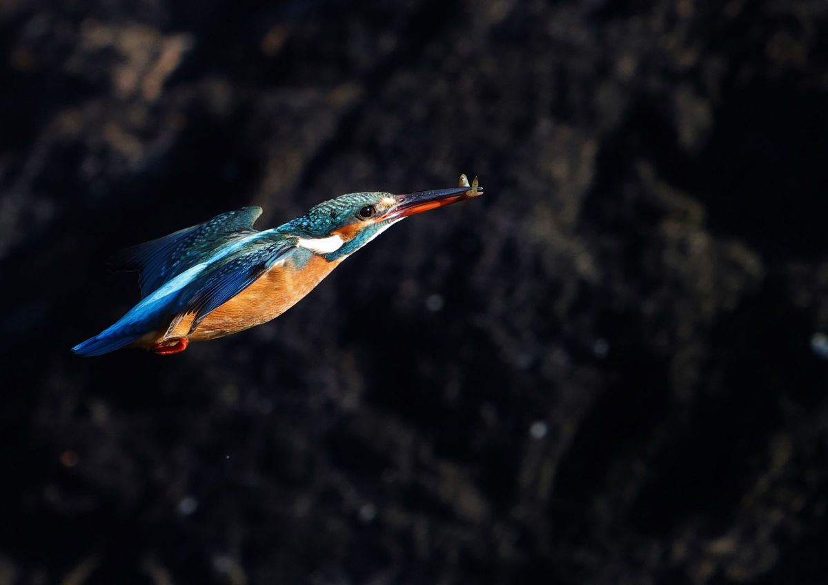 カワセミ 633 | GANREF