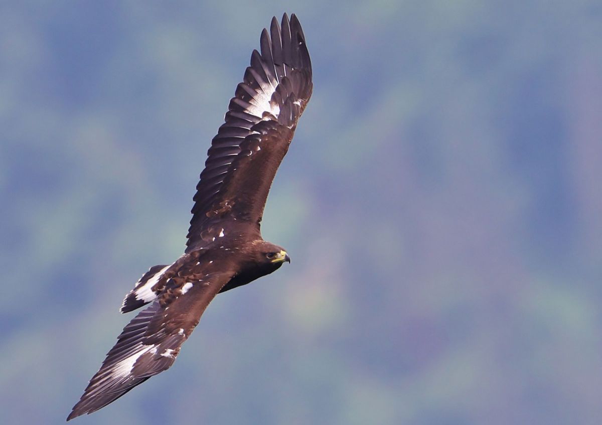 2024 イヌワシ 26 | GANREF