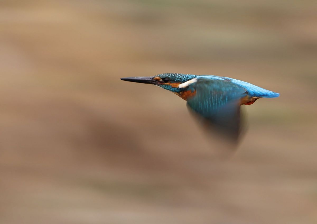 カワセミ物語 297 | GANREF