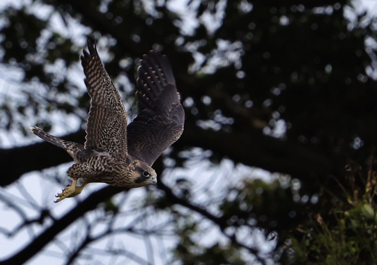 ハヤブサ 18 | GANREF