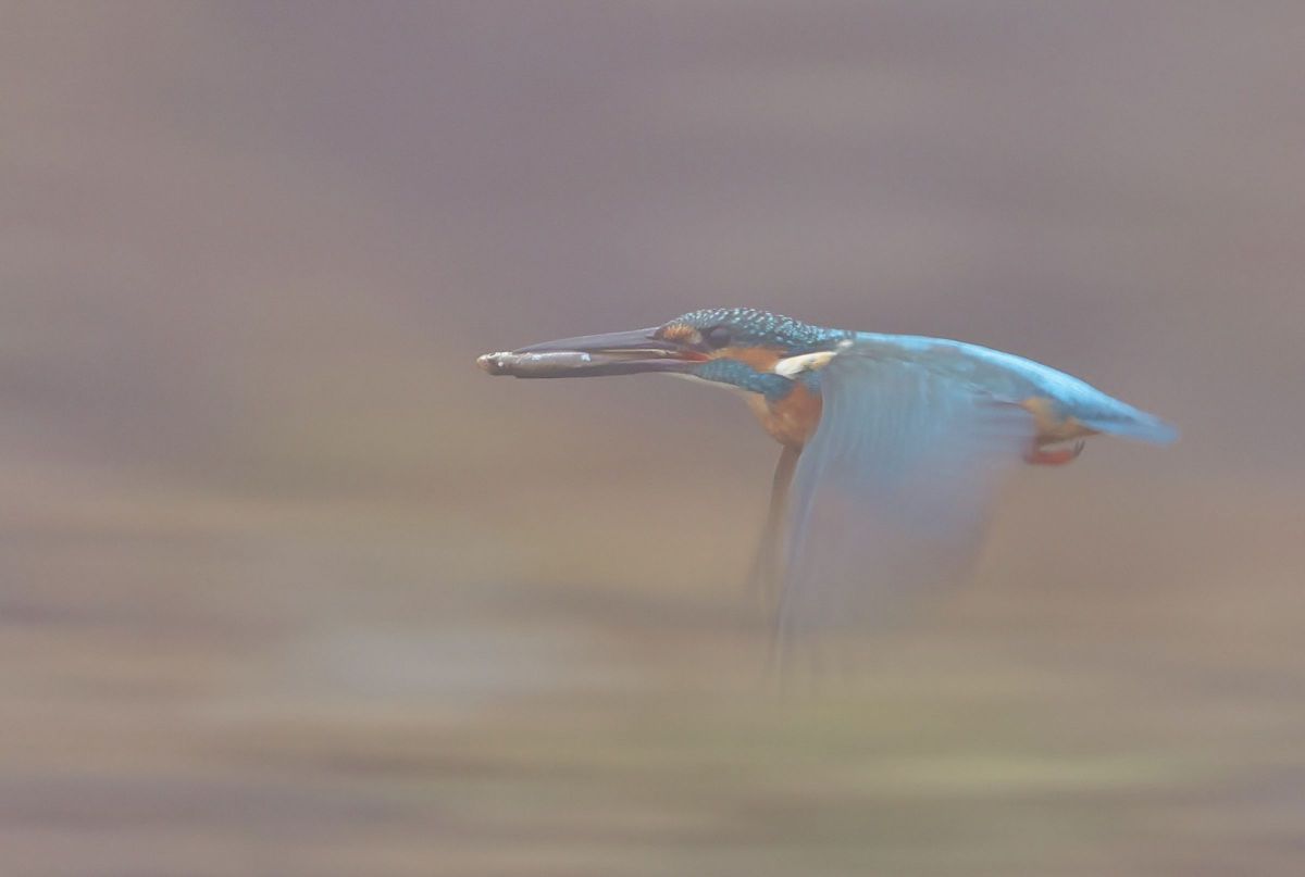 カワセミ物語 306 | GANREF