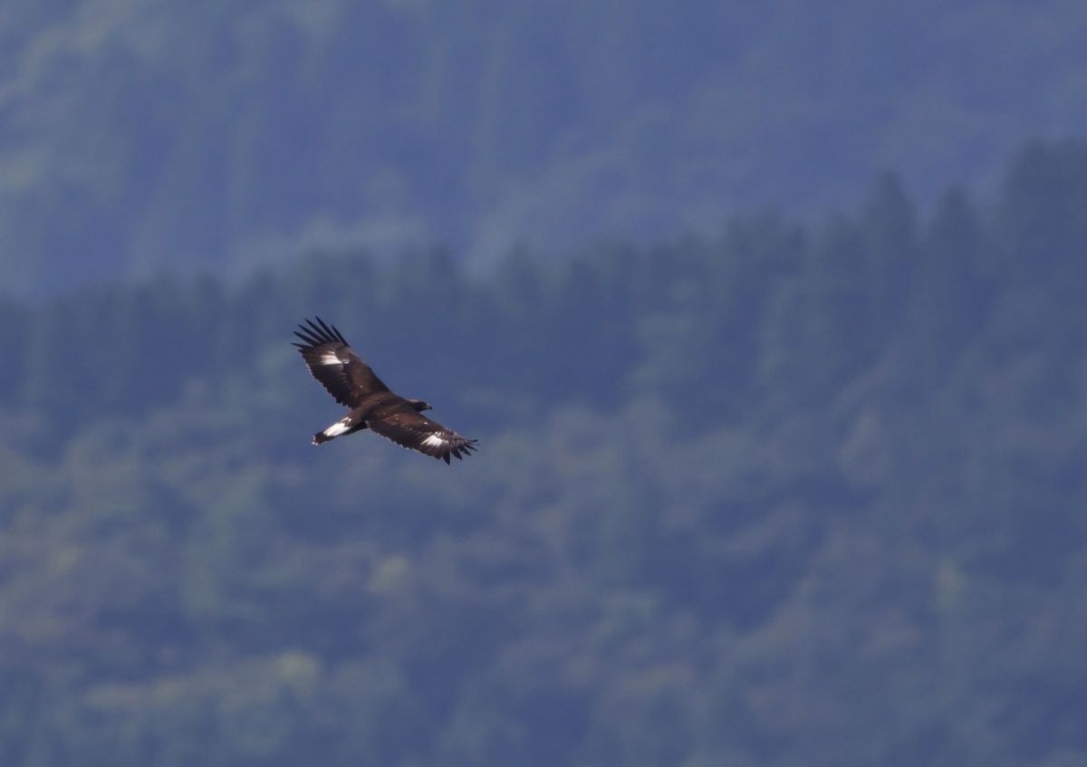 2022 イヌワシ 7 | GANREF